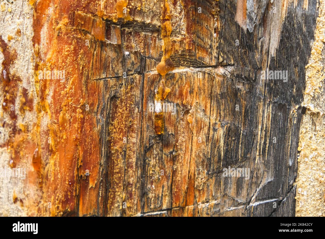 Wood resin coming out of wood. Tree sap coming out of a pine tree ...