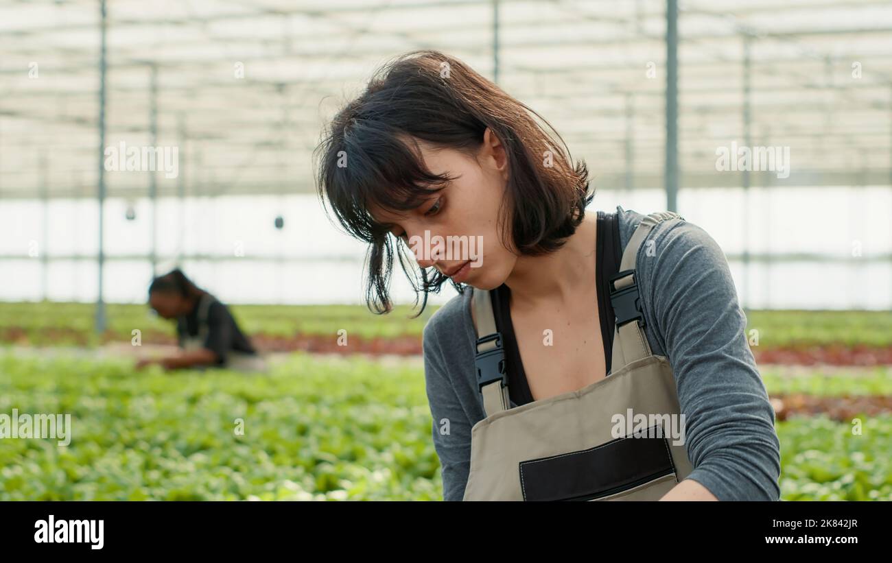 Caucasian farm worker taking care of lorganic lettuce plants removing ...