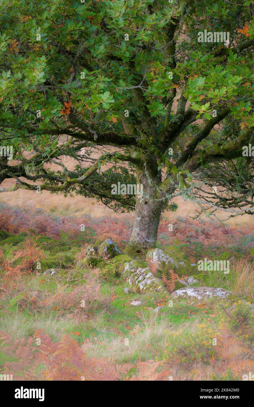Wistman's Wood, a high-altitude oakwood (Quercus robur), near Two ...