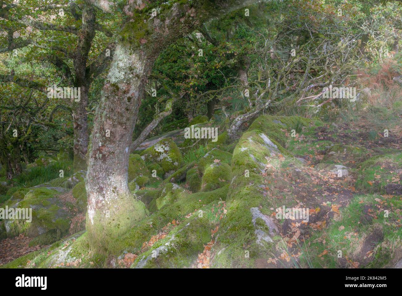Wistman's Wood, a high-altitude oakwood (Quercus robur), near Two ...