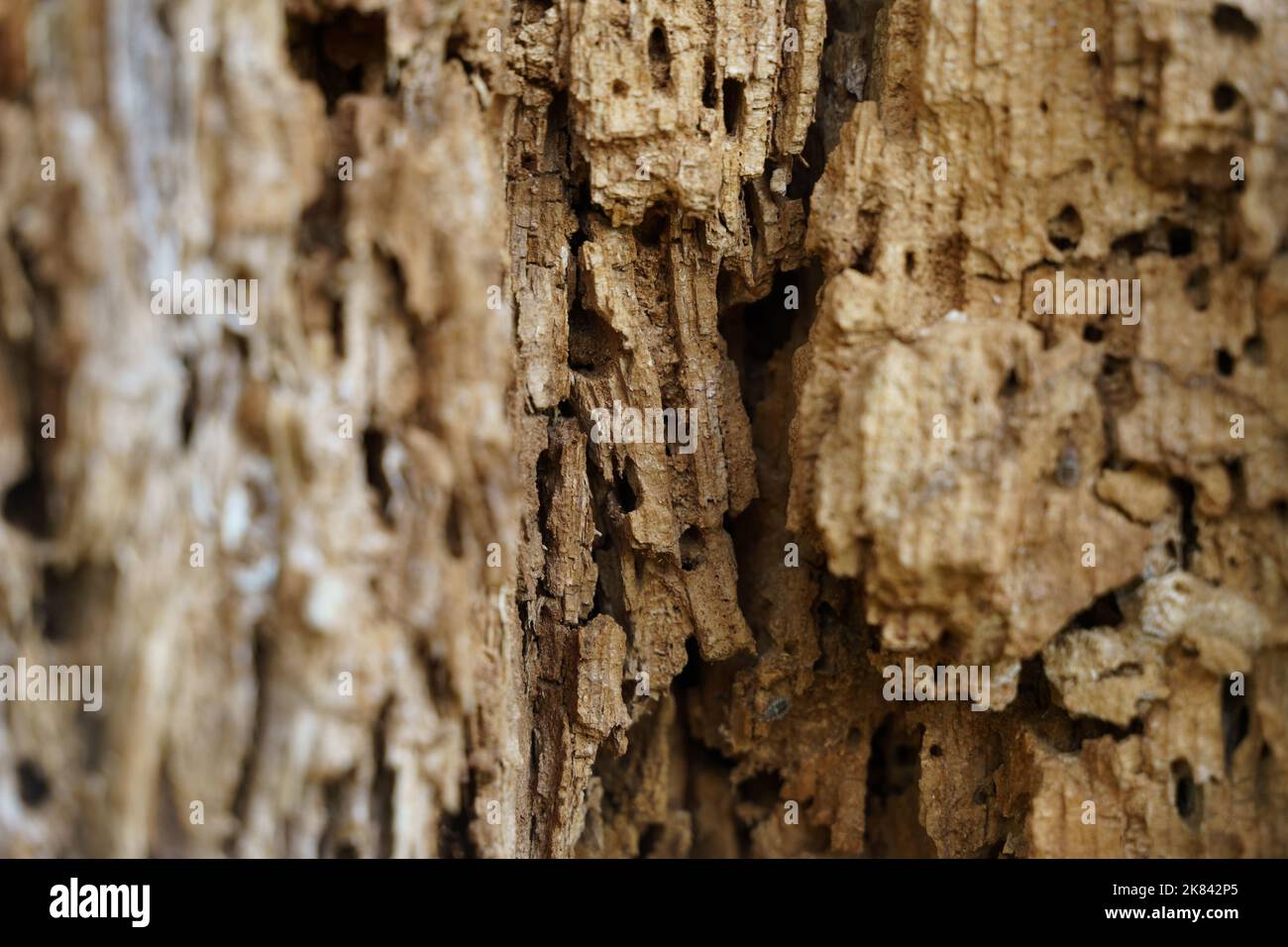 Textures. Texture of old decrepit wood with holes Stock Photo - Alamy