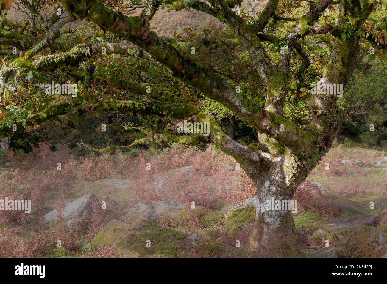 Wistman's Wood, a high-altitude oakwood (Quercus robur), near Two ...