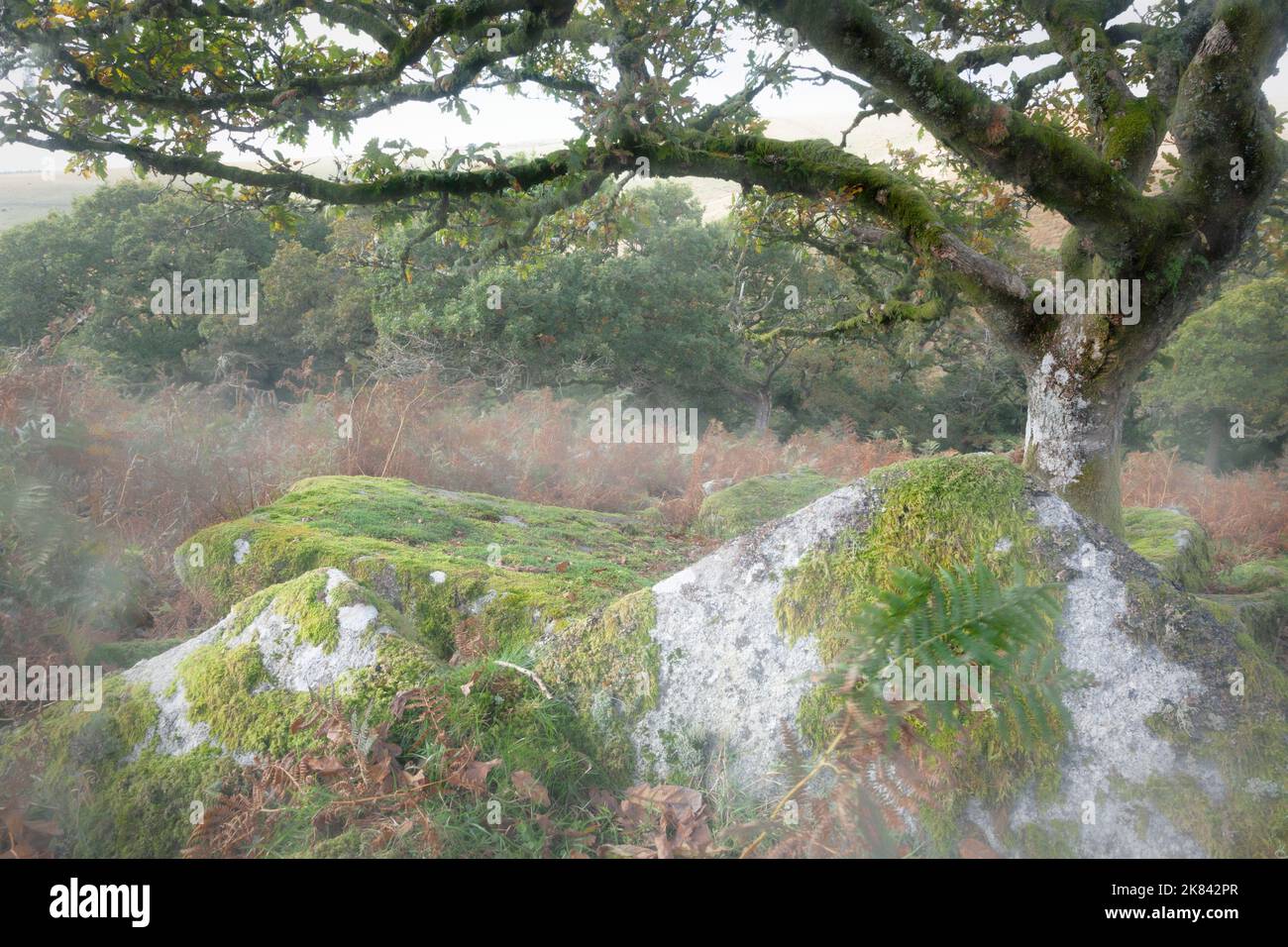 Wistman's Wood, a high-altitude oakwood (Quercus robur), near Two ...