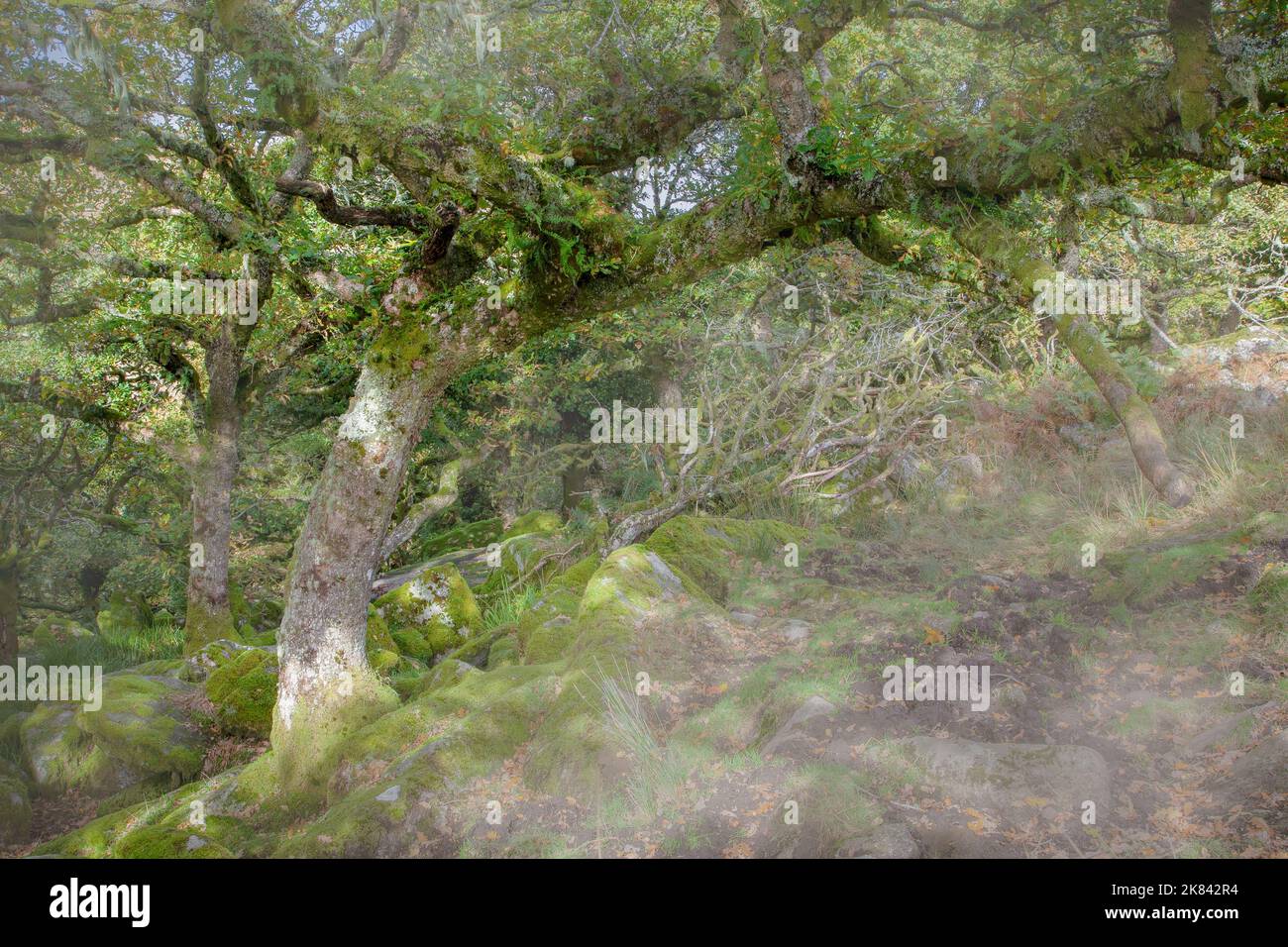 Wistman's Wood, a high-altitude oakwood (Quercus robur), near Two ...