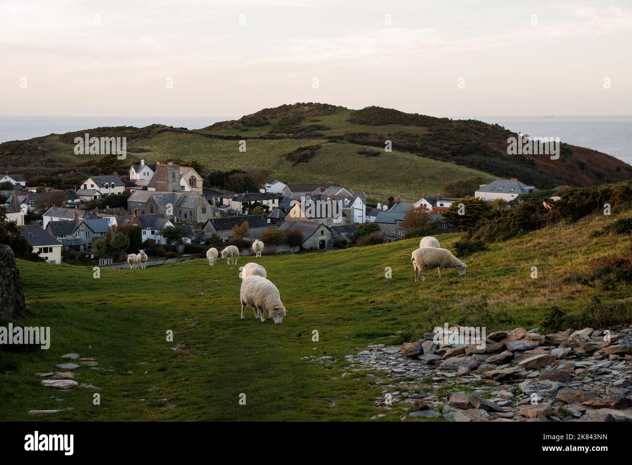 Grazing sheep on the hill in the landscape of a small British village ...