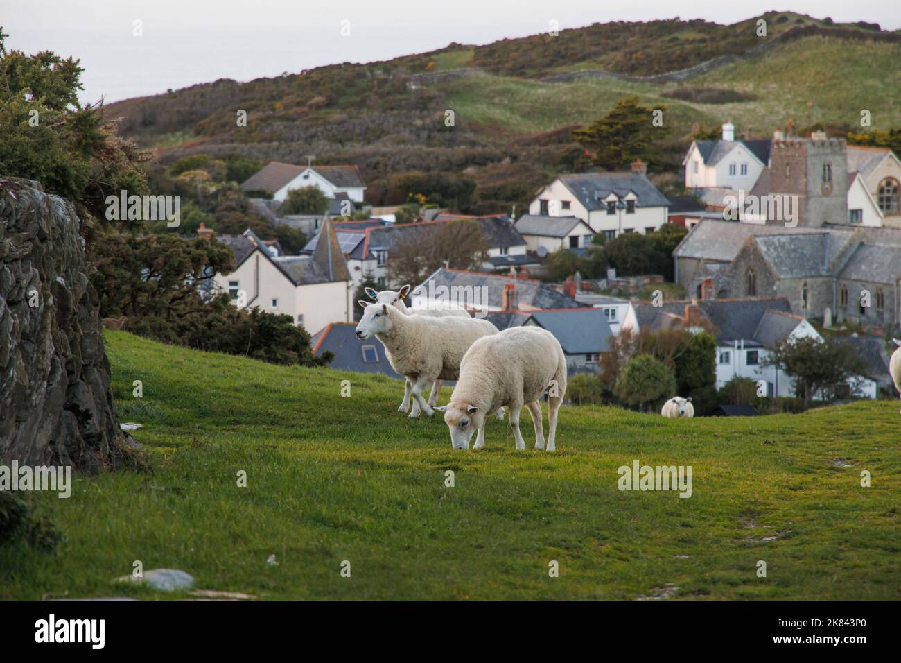 Grazing sheep on the hill in the landscape of a small British village ...