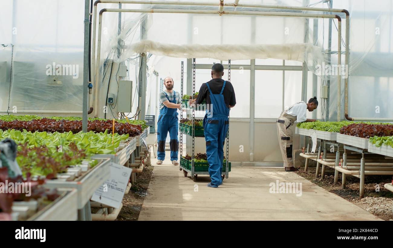 Lettuce picker hi-res stock photography and images - Alamy