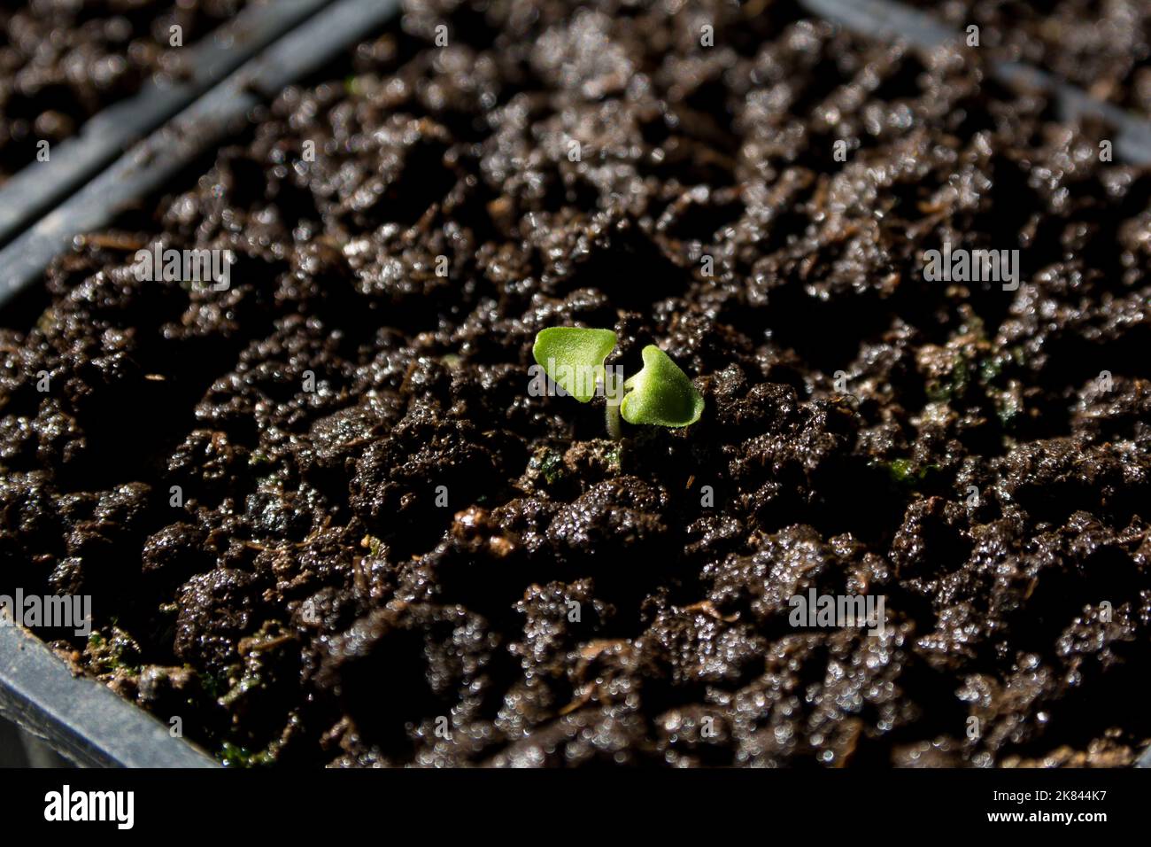 Baby lavender Lavandula Officinalis plant in a pot. The concept of ...
