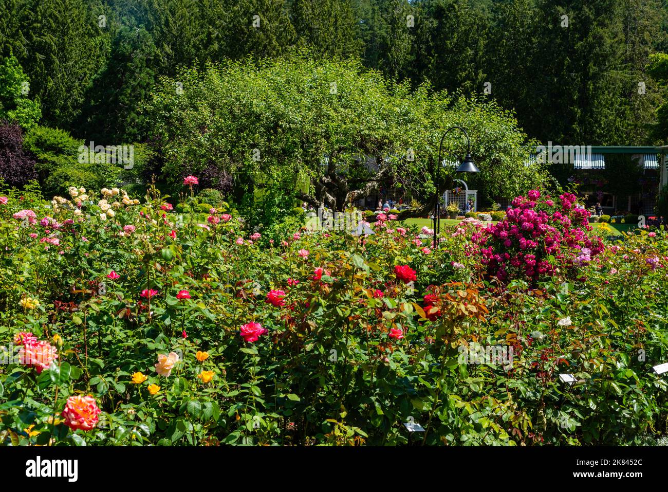 Photograph from a beautiful summer walk through the Butchart Gardens ...