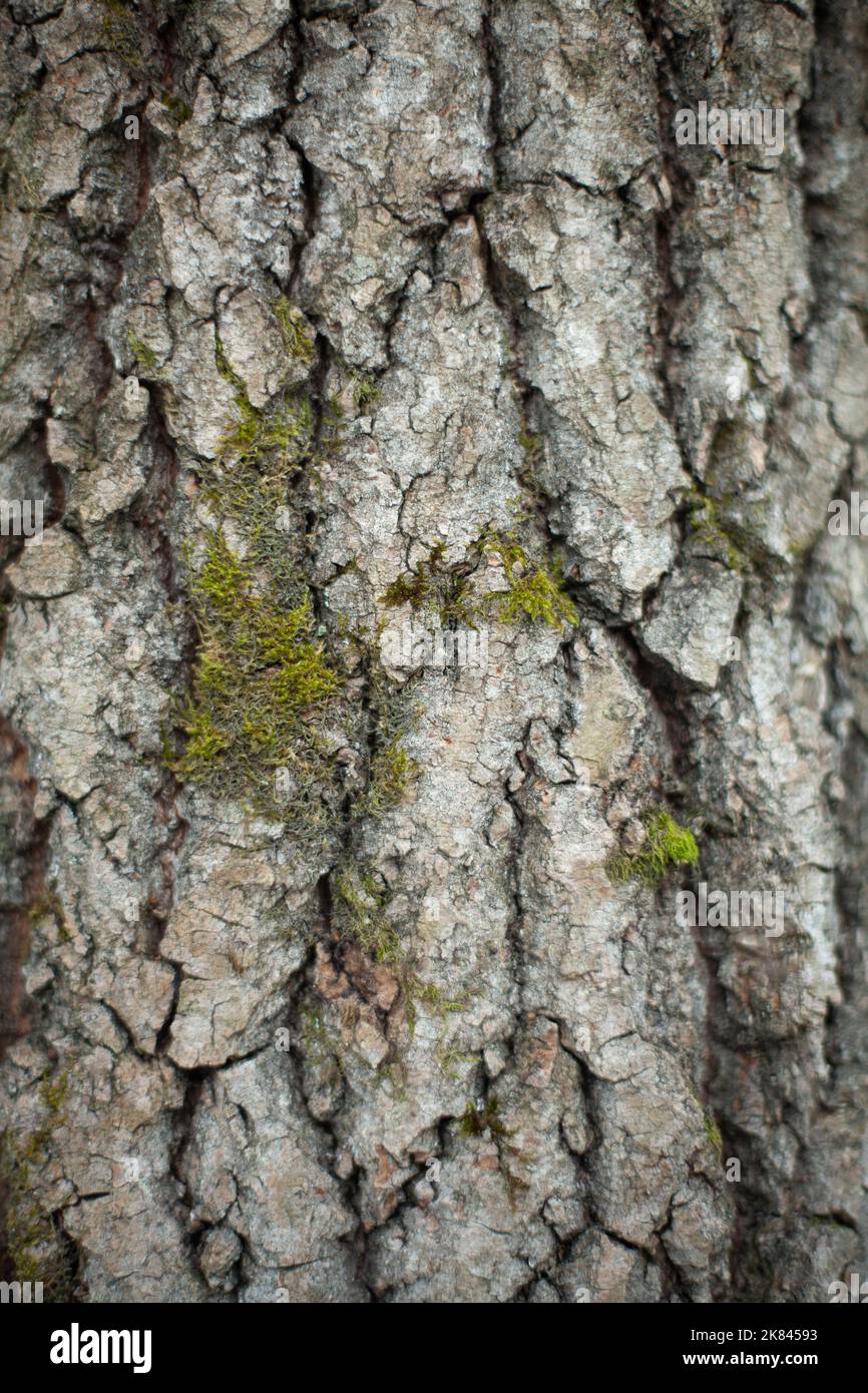 Tree bark macro. Shooting wood in detail. Natural background. Texture ...