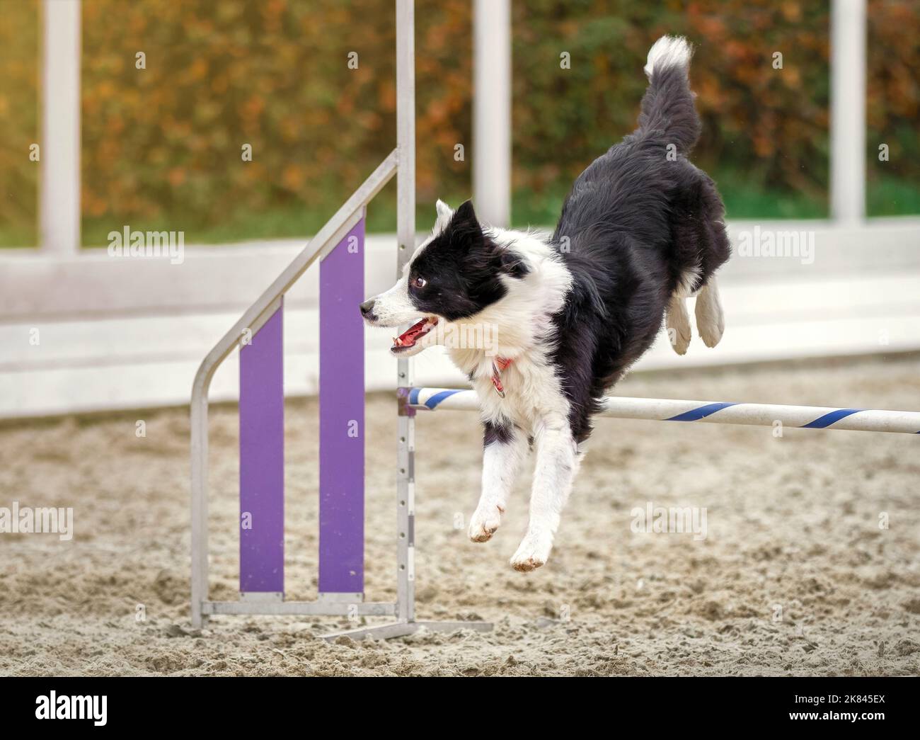 Border collie. Dog in an agility competition. The dog jumps over an ...