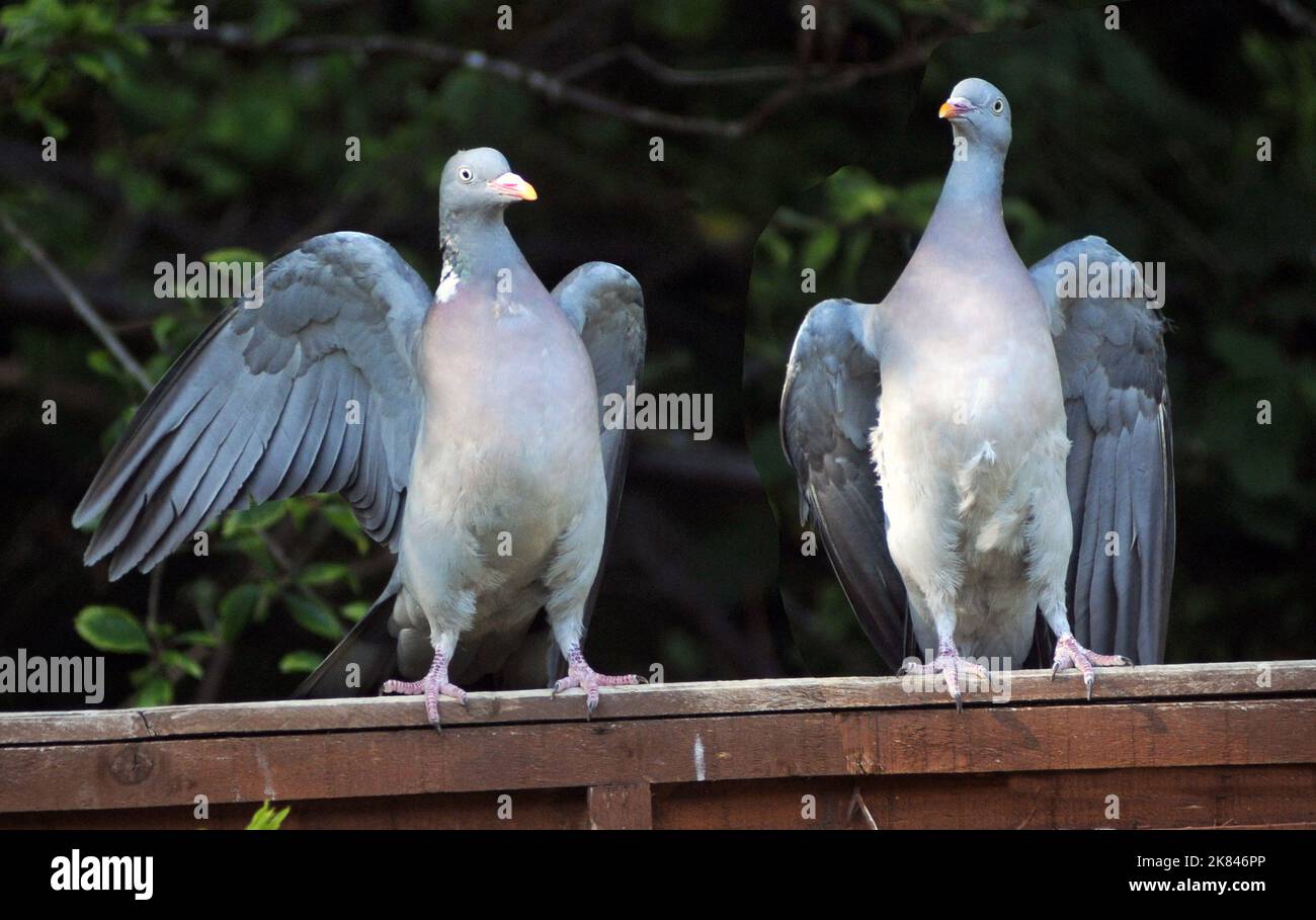 WOOD PIGEONS DISPLAY AND GO THROUGH THEIR DANCE ROUTINE ON A GARDEN ...