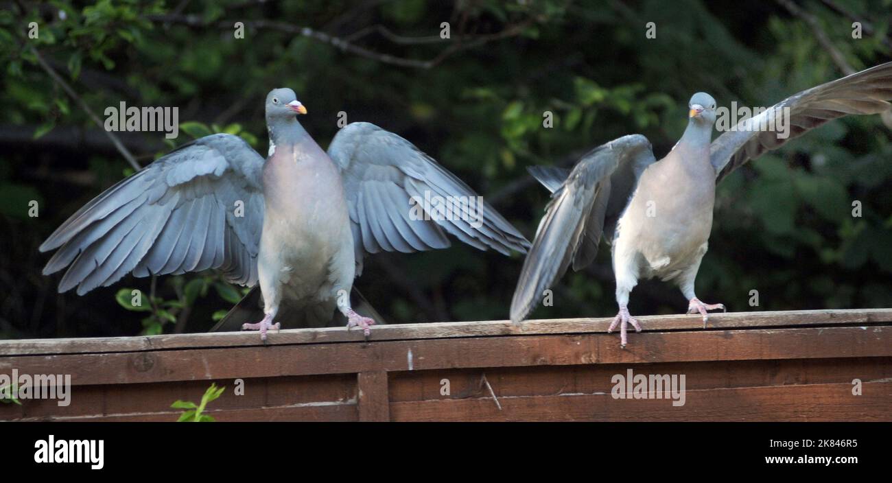 Pigeons pic hi-res stock photography and images - Alamy