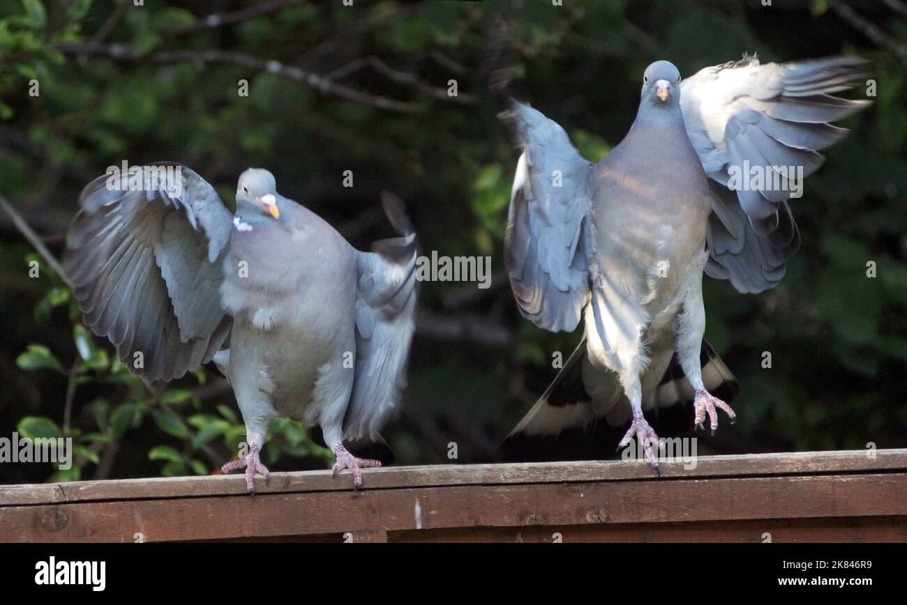 WOOD PIGEONS DISPLAY AND GO THROUGH THEIR DANCE ROUTINE ON A GARDEN ...