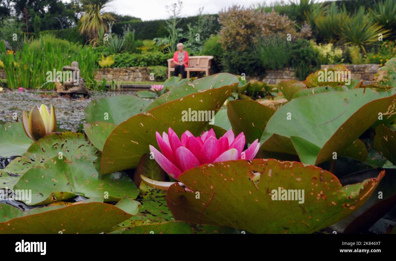 WATER LILY IN THE GARDENS AT HEVER CASTLE,NEAR EDENBRIDGE, KENT. HOME ...