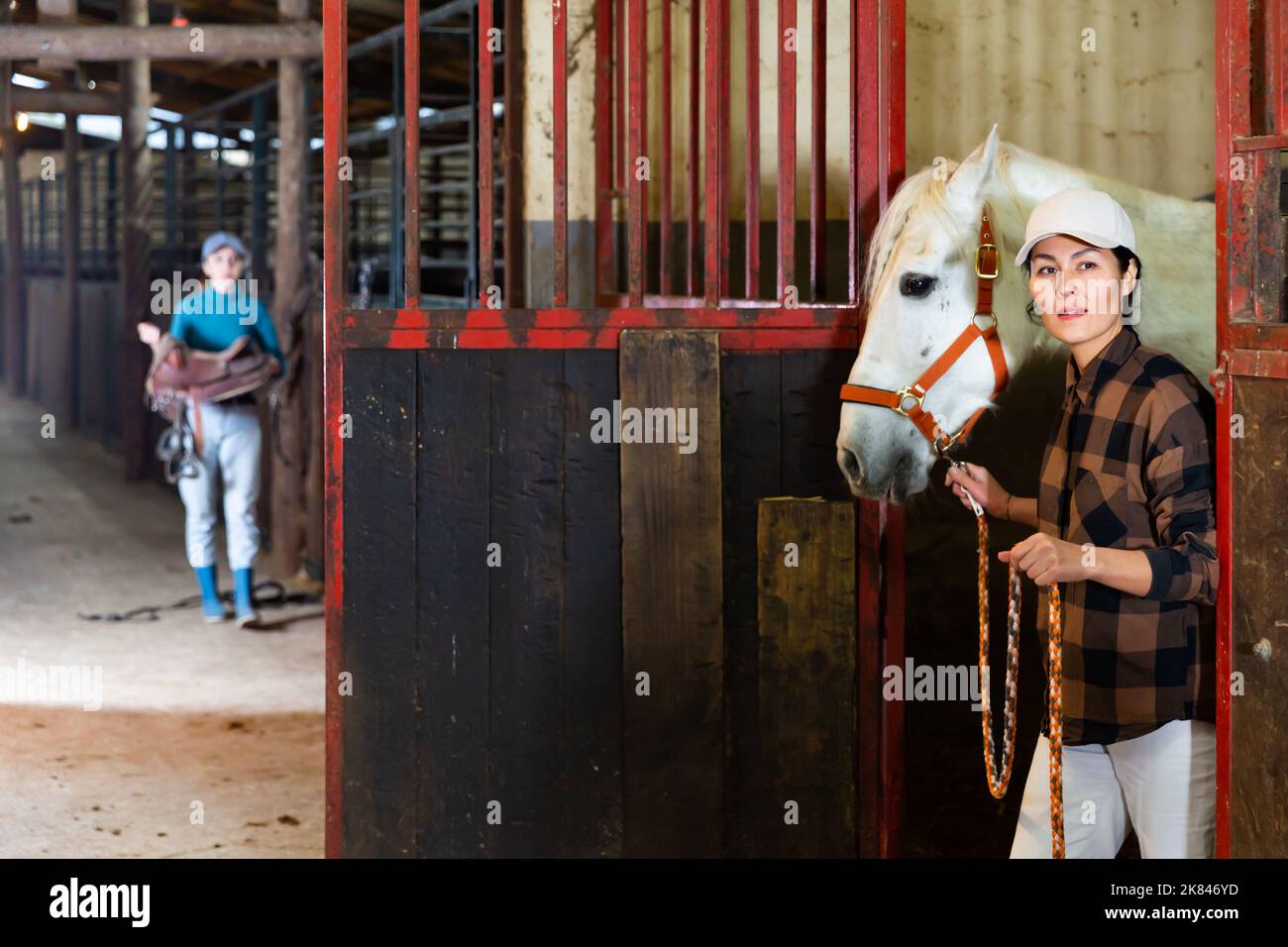 Positive woman leading white horse out of stall in a stable Stock Photo ...