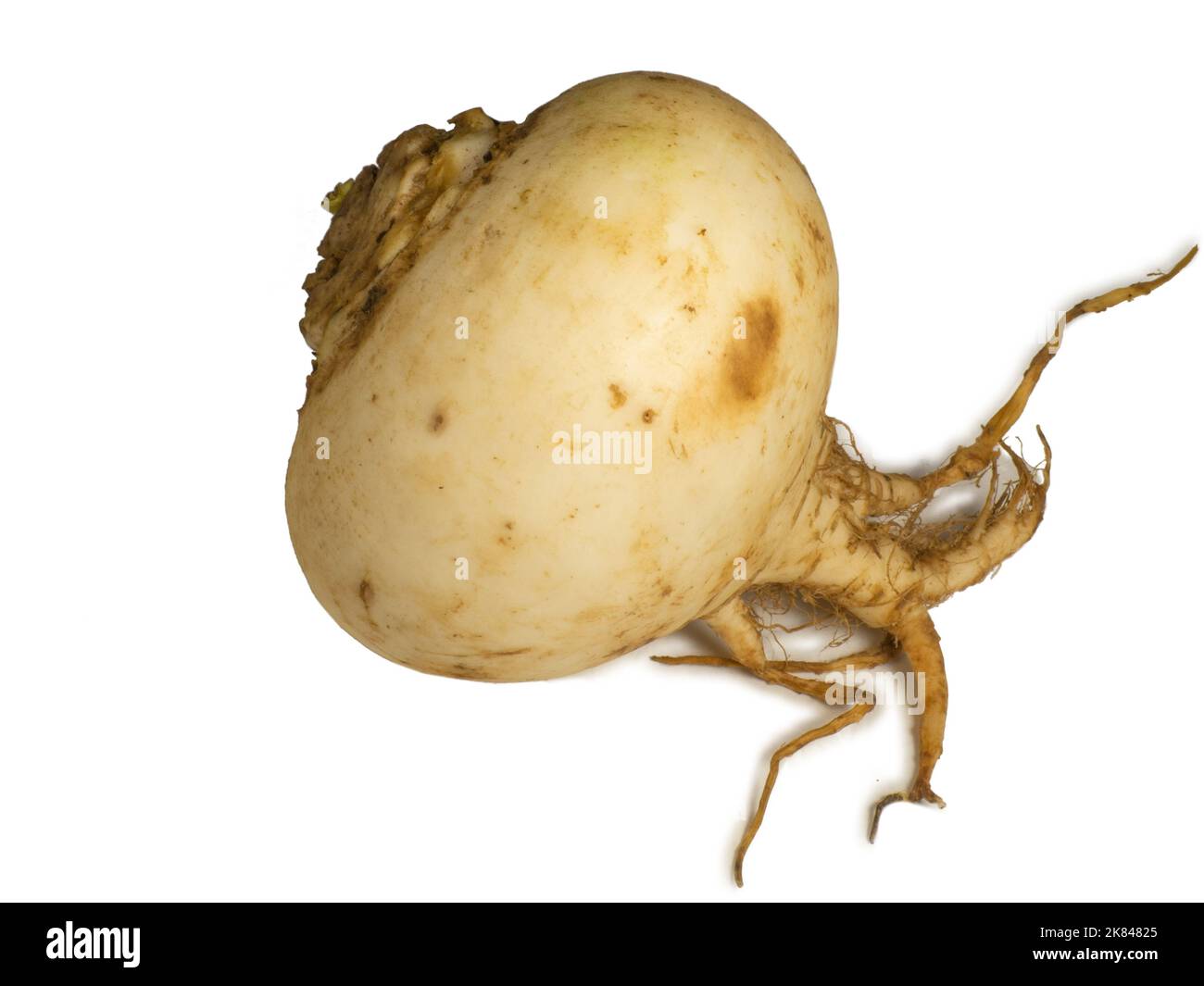 White turnip isolate. Root vegetable on a white background. Useful ...