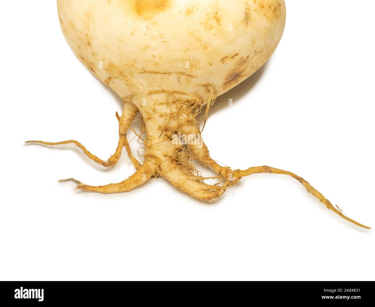White turnip isolate. Root vegetable on a white background. Useful ...