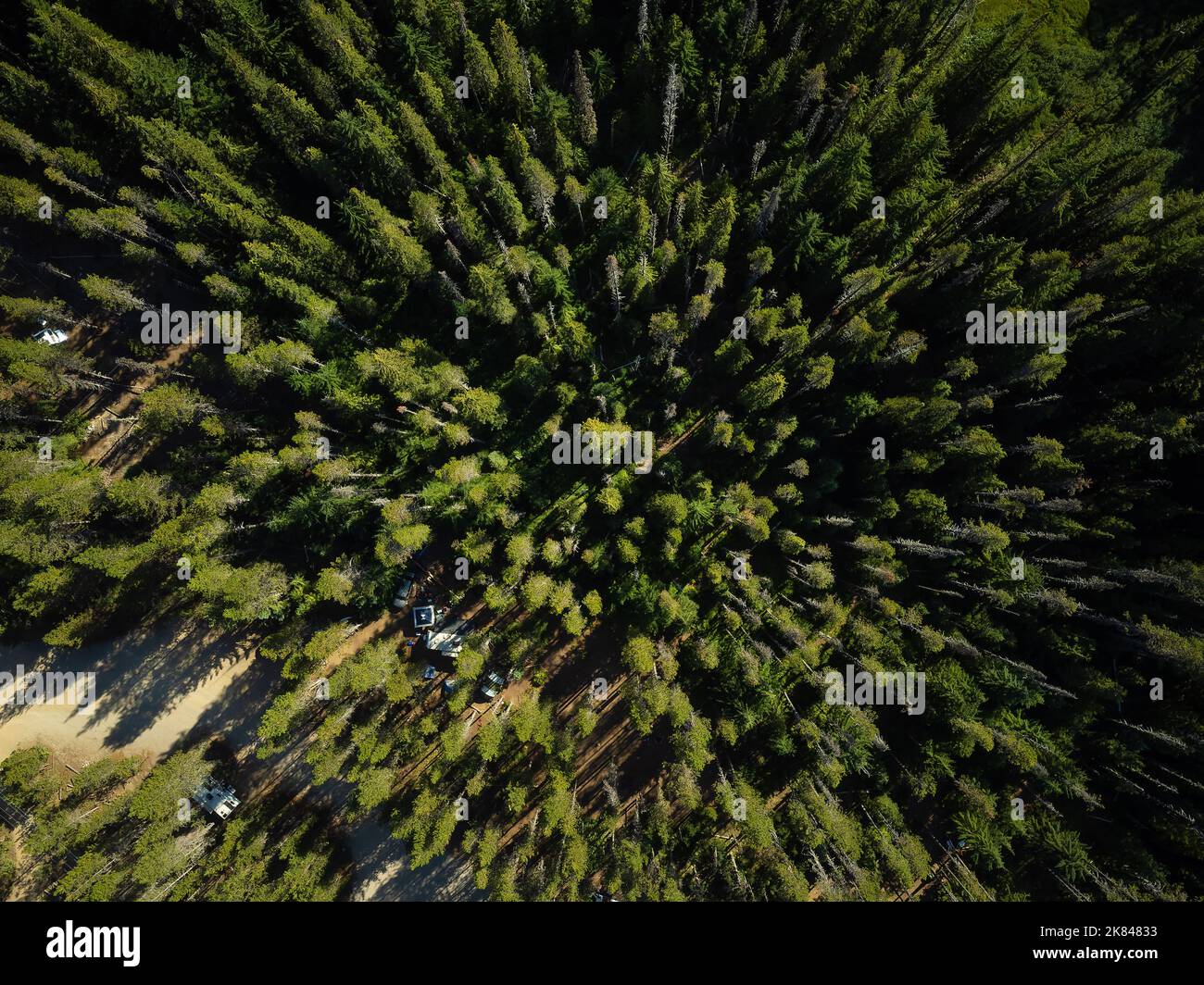 Shooting from the air. The tops of coniferous trees. Dense pine forest ...