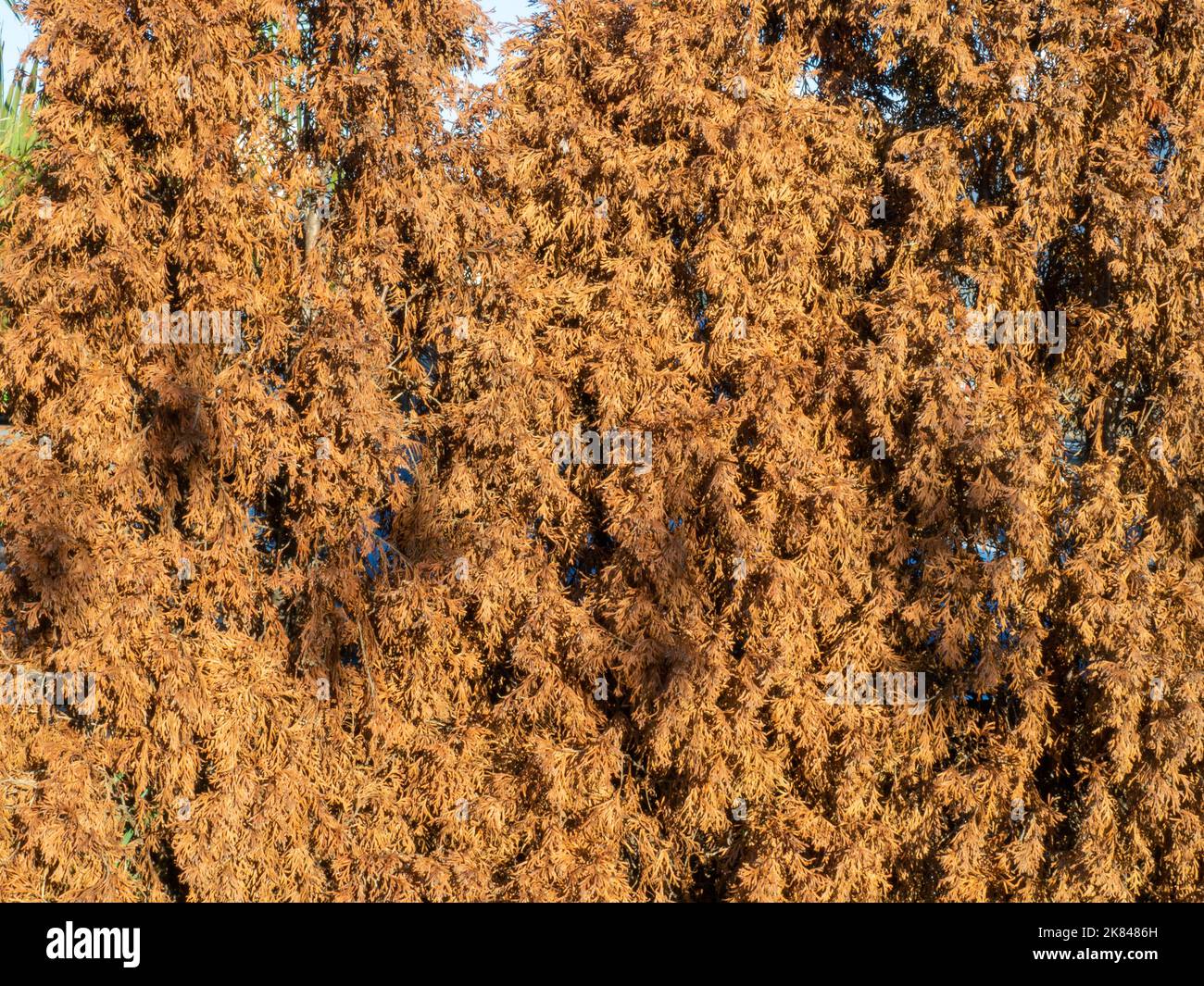 Withered coniferous bushes. Falling coniferous tree. Background from ...