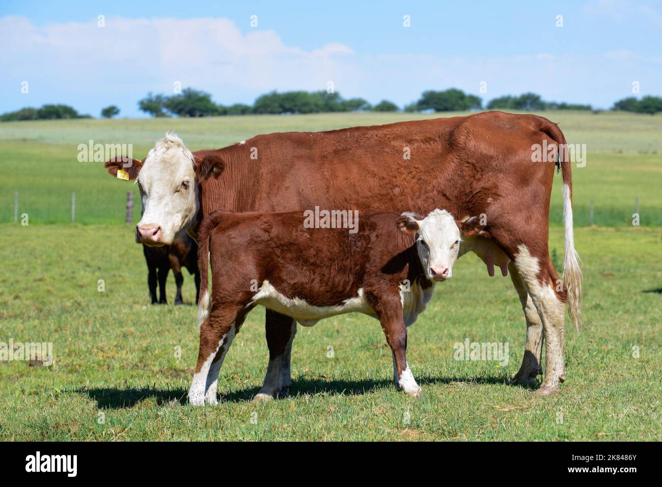 Cows raised with natural pastures, meat production in the Argentine ...