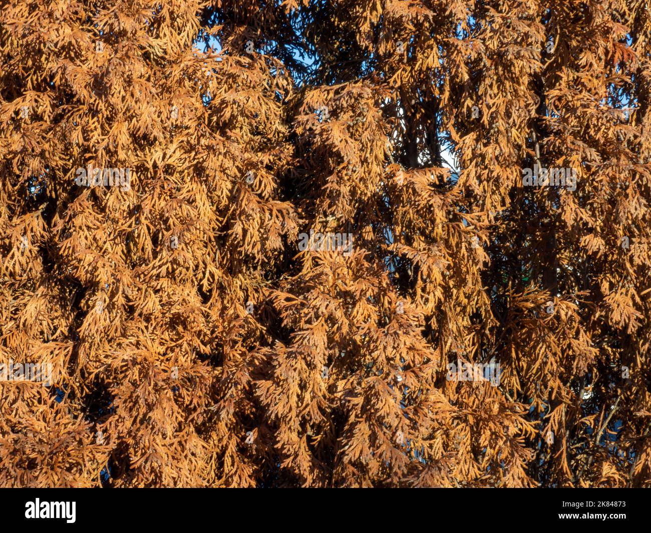 Withered coniferous bushes. Falling coniferous tree. Background from ...
