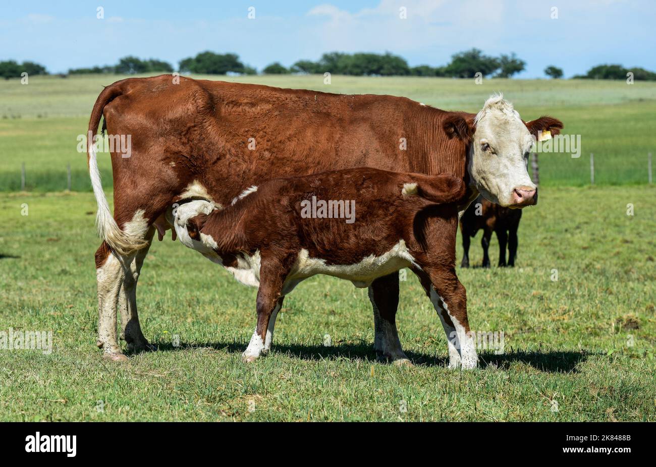 Cows raised with natural pastures, meat production in the Argentine ...