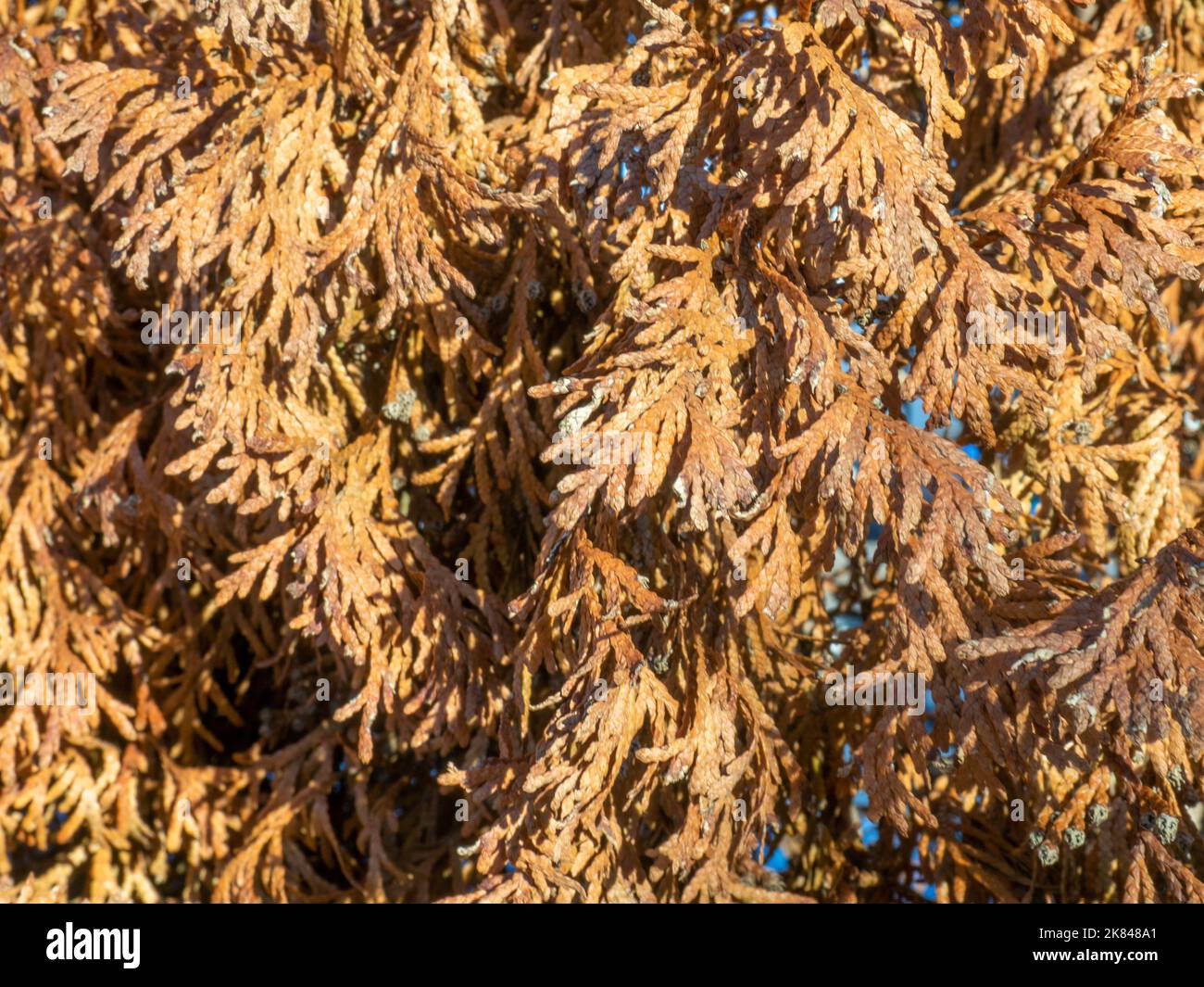 Withered coniferous bushes. Falling coniferous tree. Background from ...