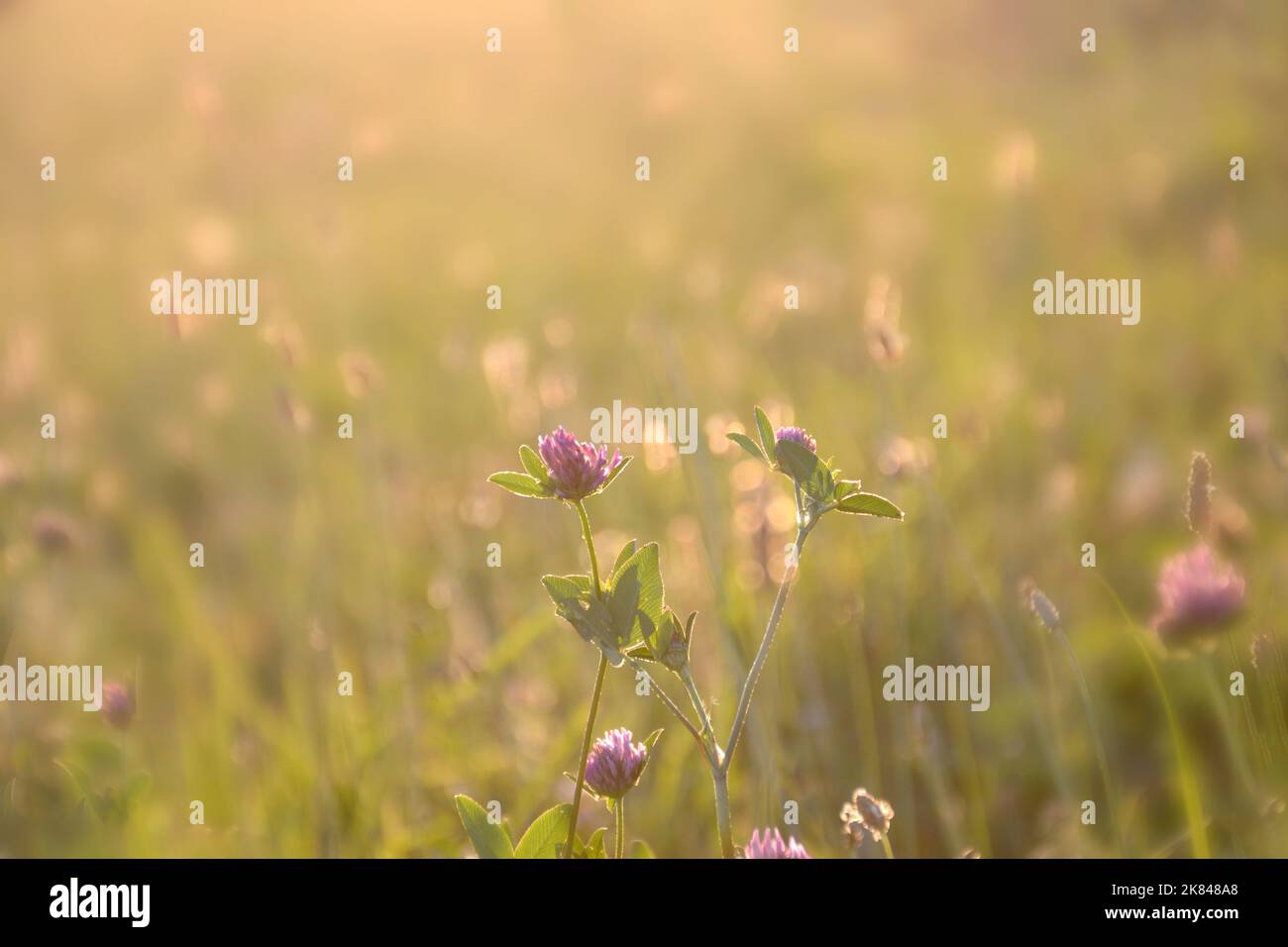 Trefoil red clover hi-res stock photography and images - Alamy