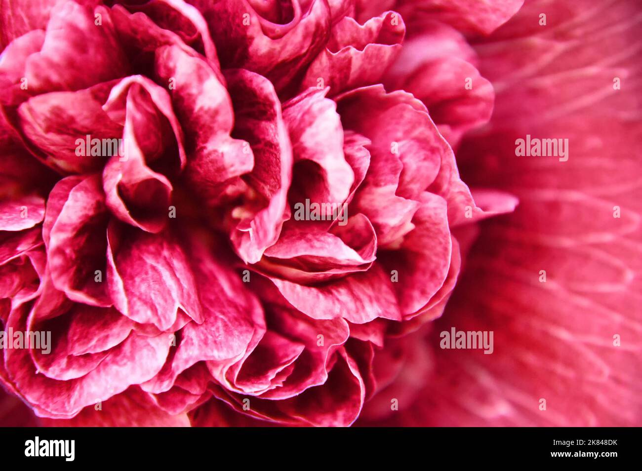 Full frame macro top hi-res stock photography and images - Alamy