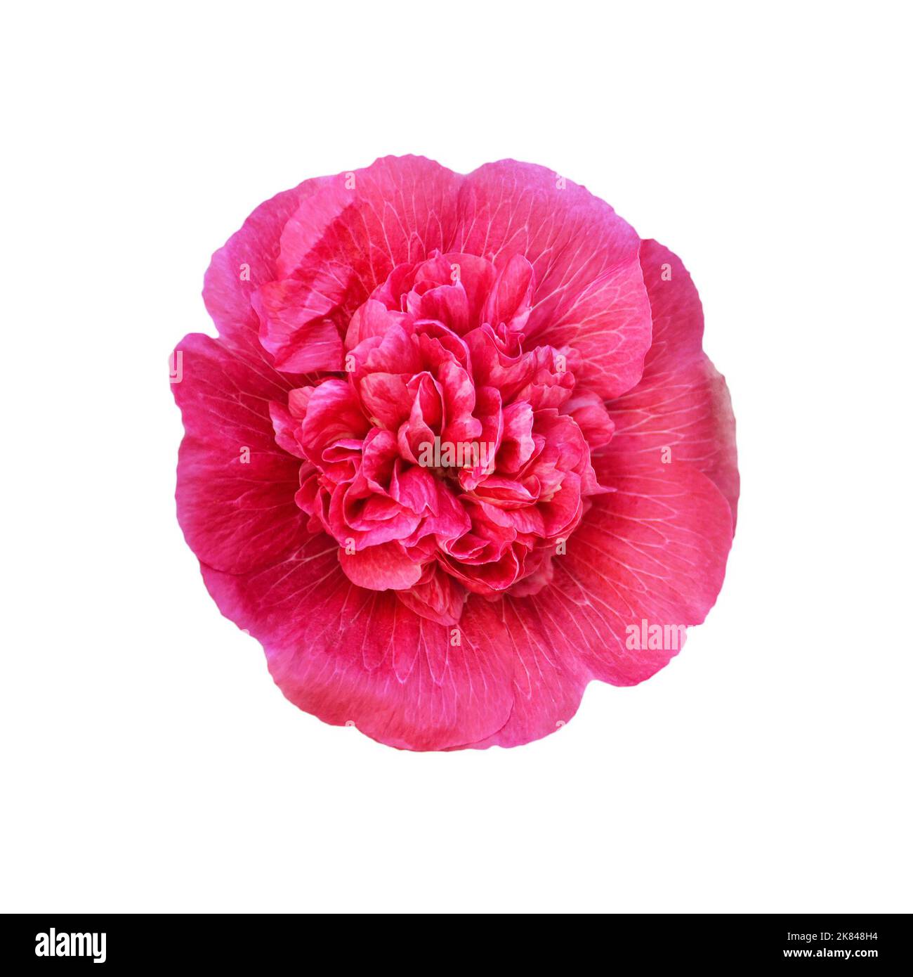 Double spring Cut Out Stock Images & Pictures - Alamy