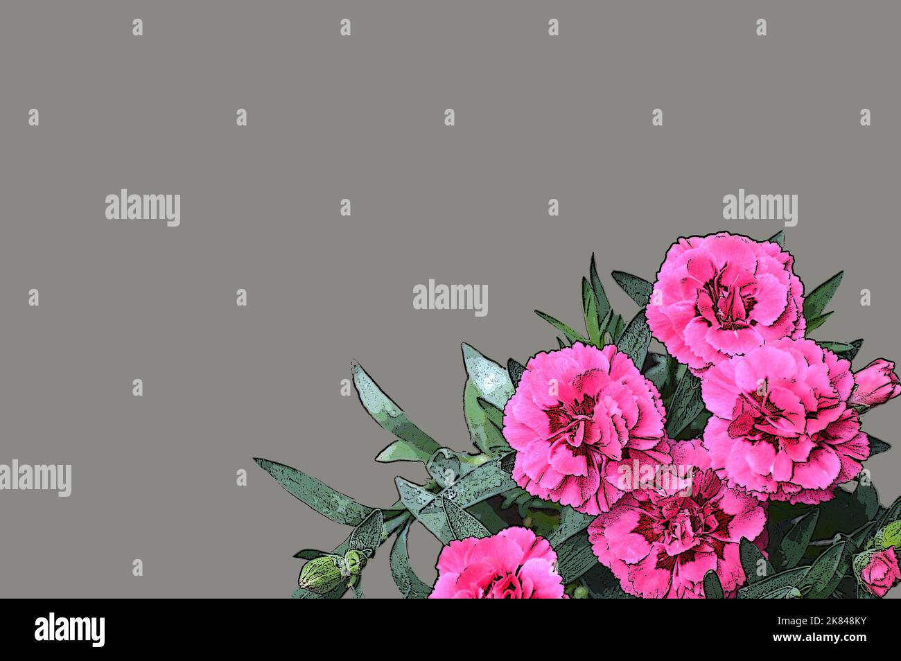 Mothers Day Card Pink Carnation Flowers Illustration Isolated On Gray