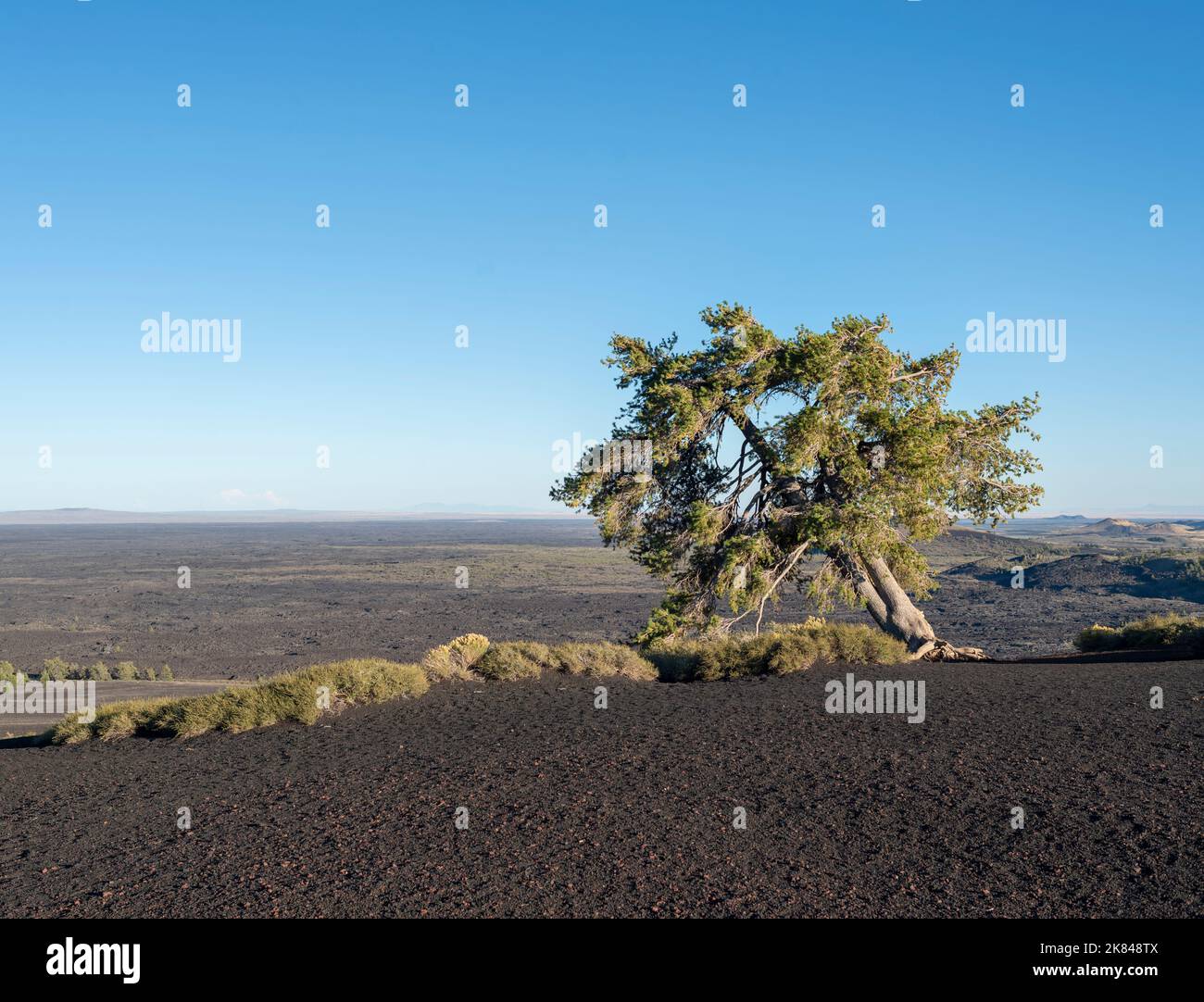 Lone tree atop volcanic hill overlooking ancient volcanic field Stock ...