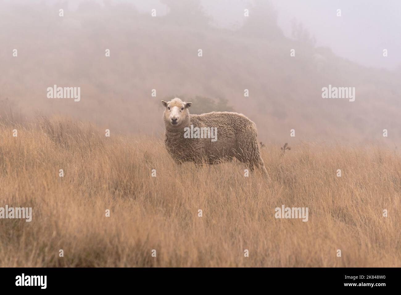 Sheep grazing on a misty slope hi-res stock photography and images - Alamy