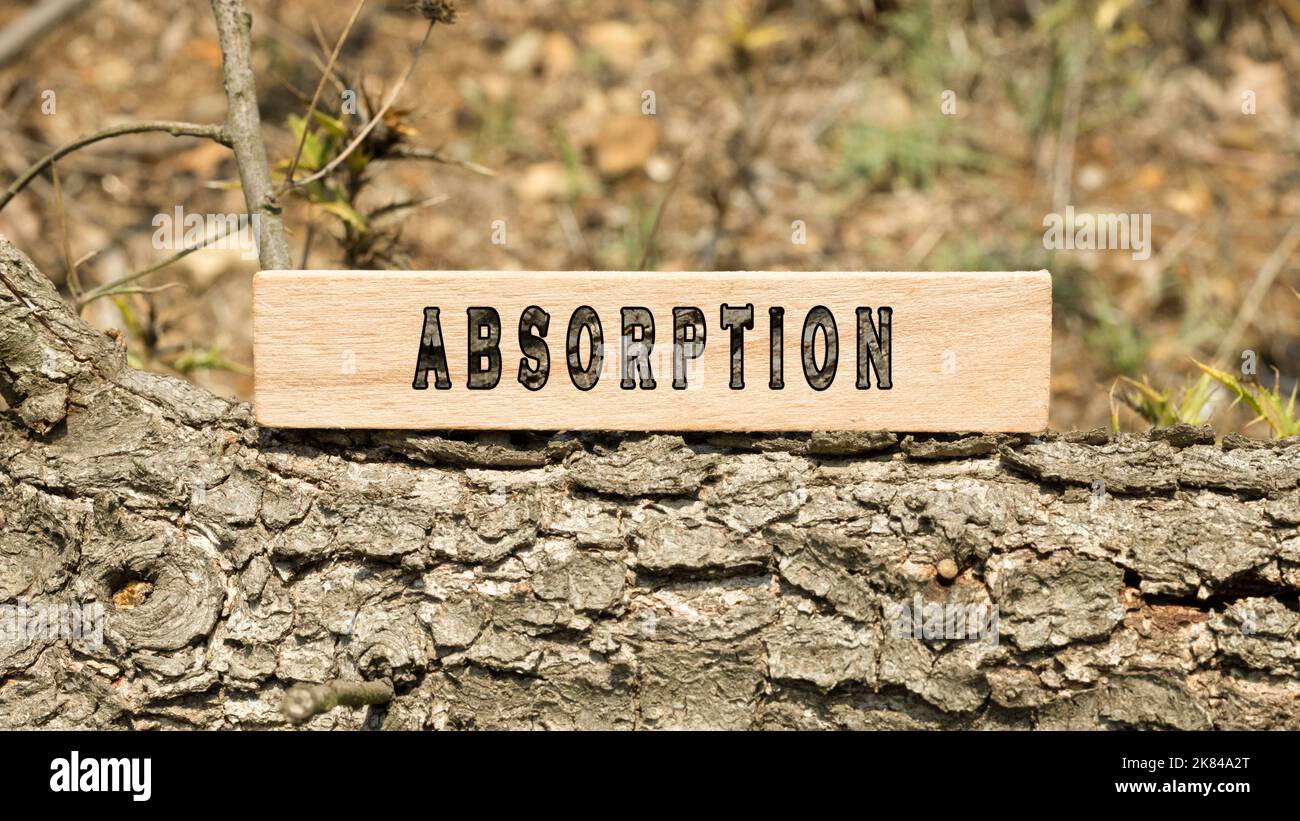 Absorption was written on the wooden surface. Frame on tree branch ...