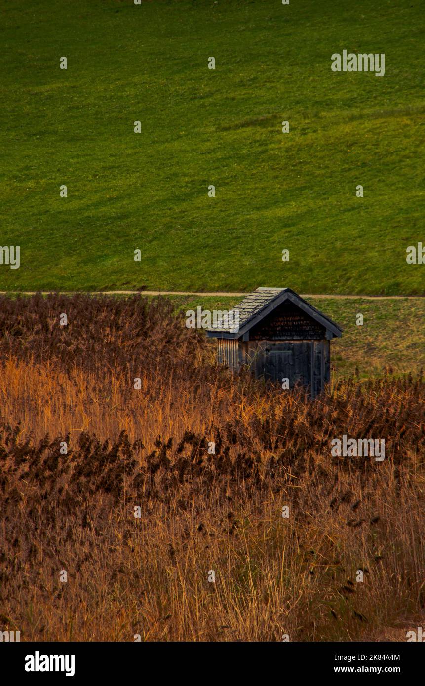Abandoned hut next to a big field of farn. Grey and lonely hut on a ...