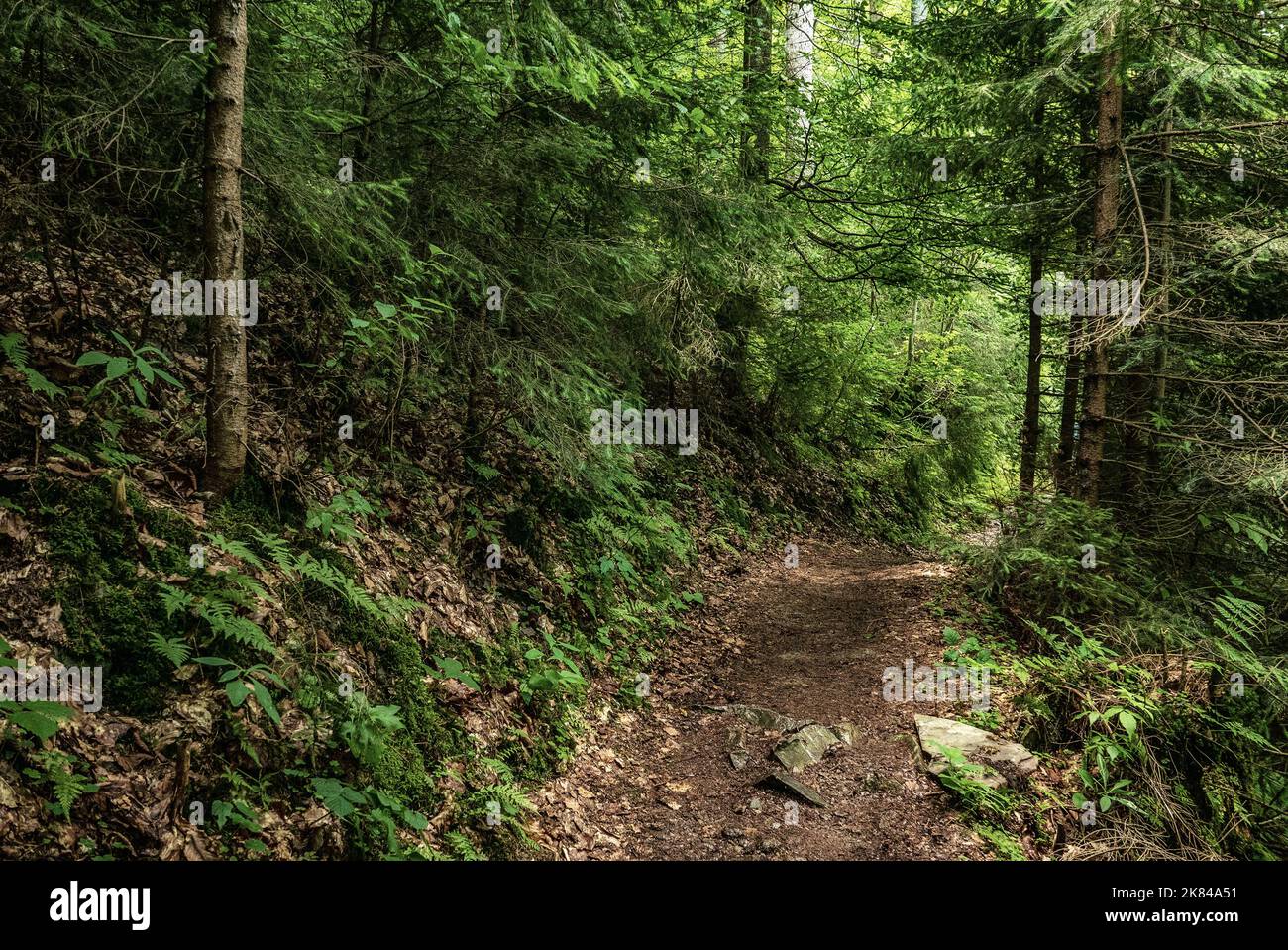 Dark moody forest Stock Photo - Alamy