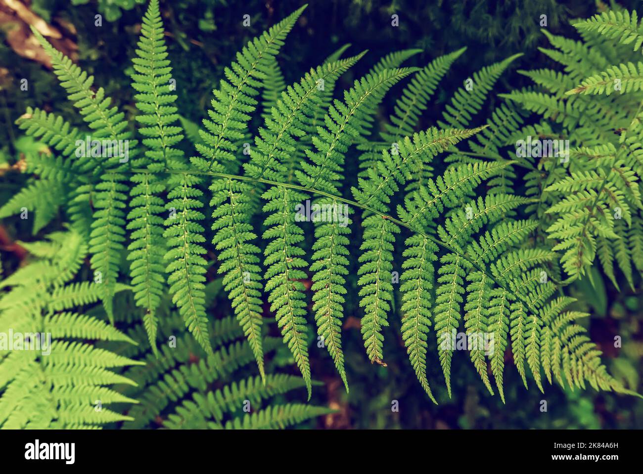 Fern leaf background Stock Photo - Alamy