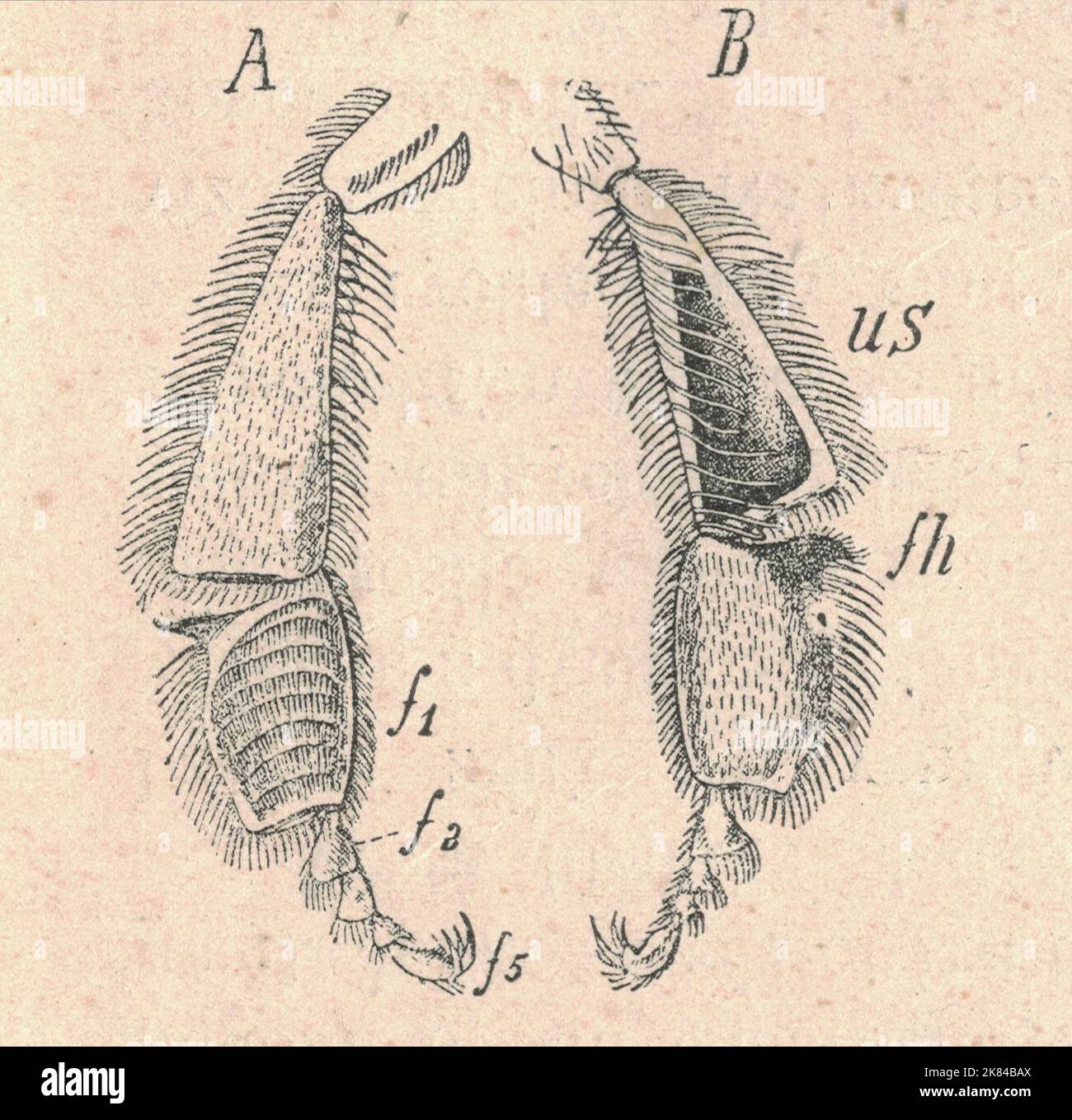 Antique engraved illustration of the western honey bee, worker leg ...