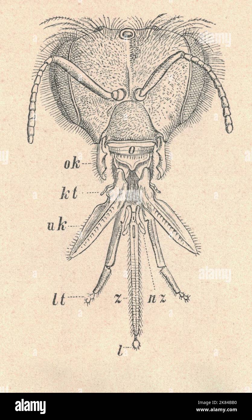 Antique engraved illustration of the western honey bee, worker head ...