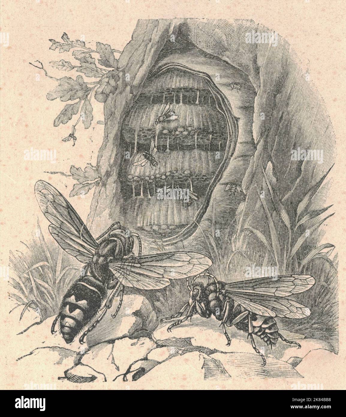 Largest wasp species in north america hi-res stock photography and ...