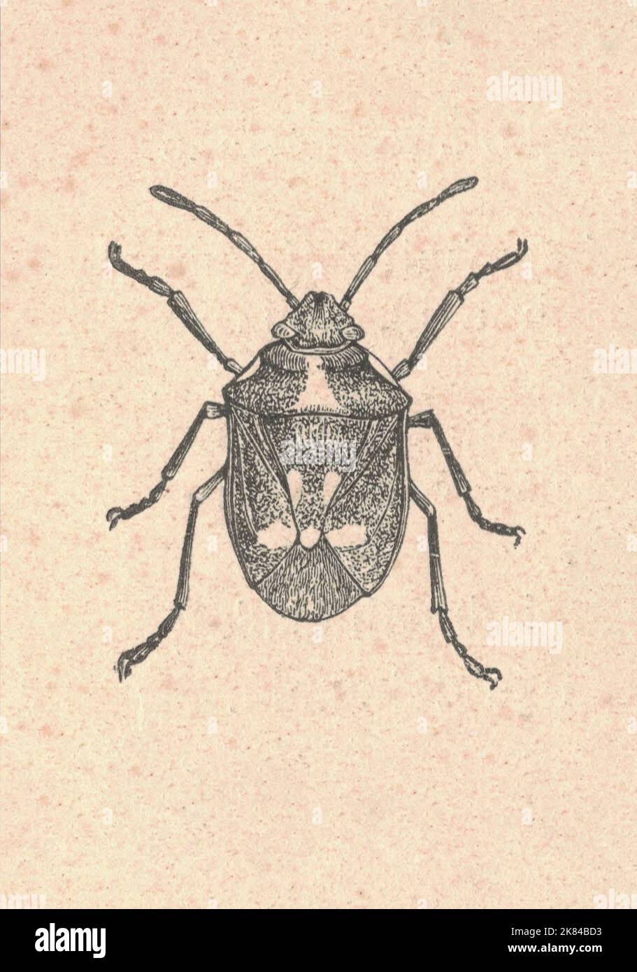 Antique engraved illustration of the true bug. Vintage illustration of ...
