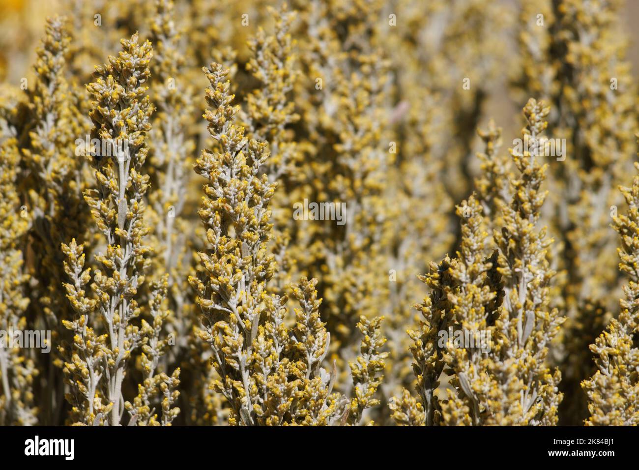 Yellow flowering racemose discoid head inflorescences of Artemisia ...
