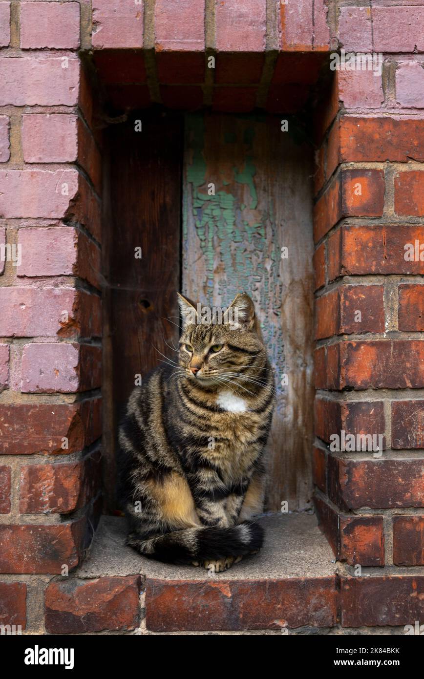 one big stripped black fluffy cat sits on a red brick niche of wall on ...