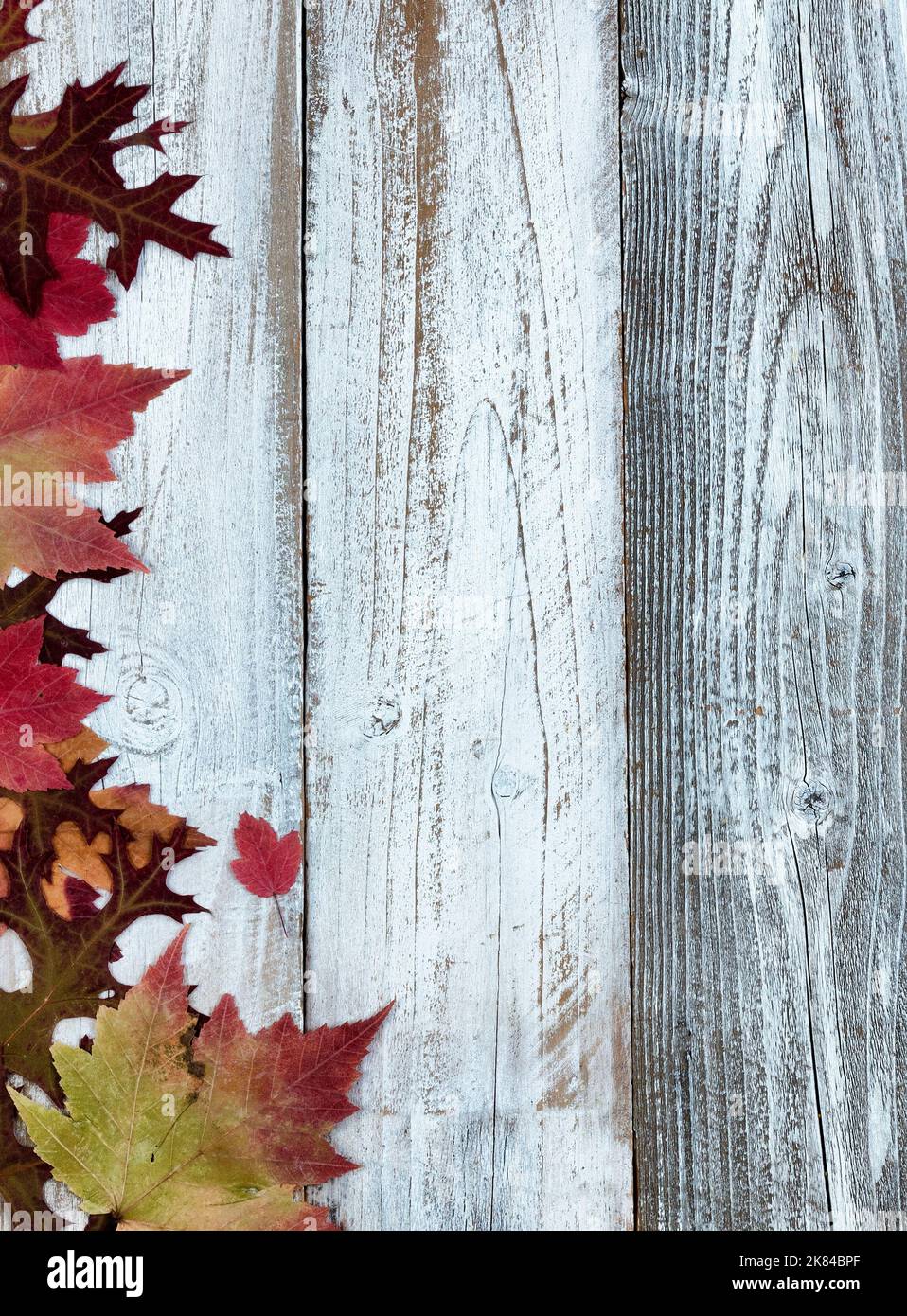 Autumn or fall maple and oak leaves over white rustic wood background ...
