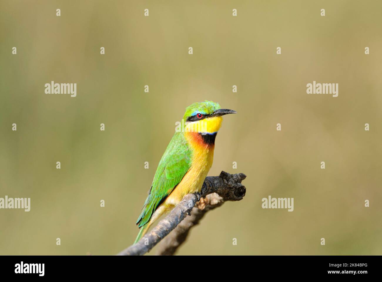 A little bee-eater in Kenya Stock Photo - Alamy