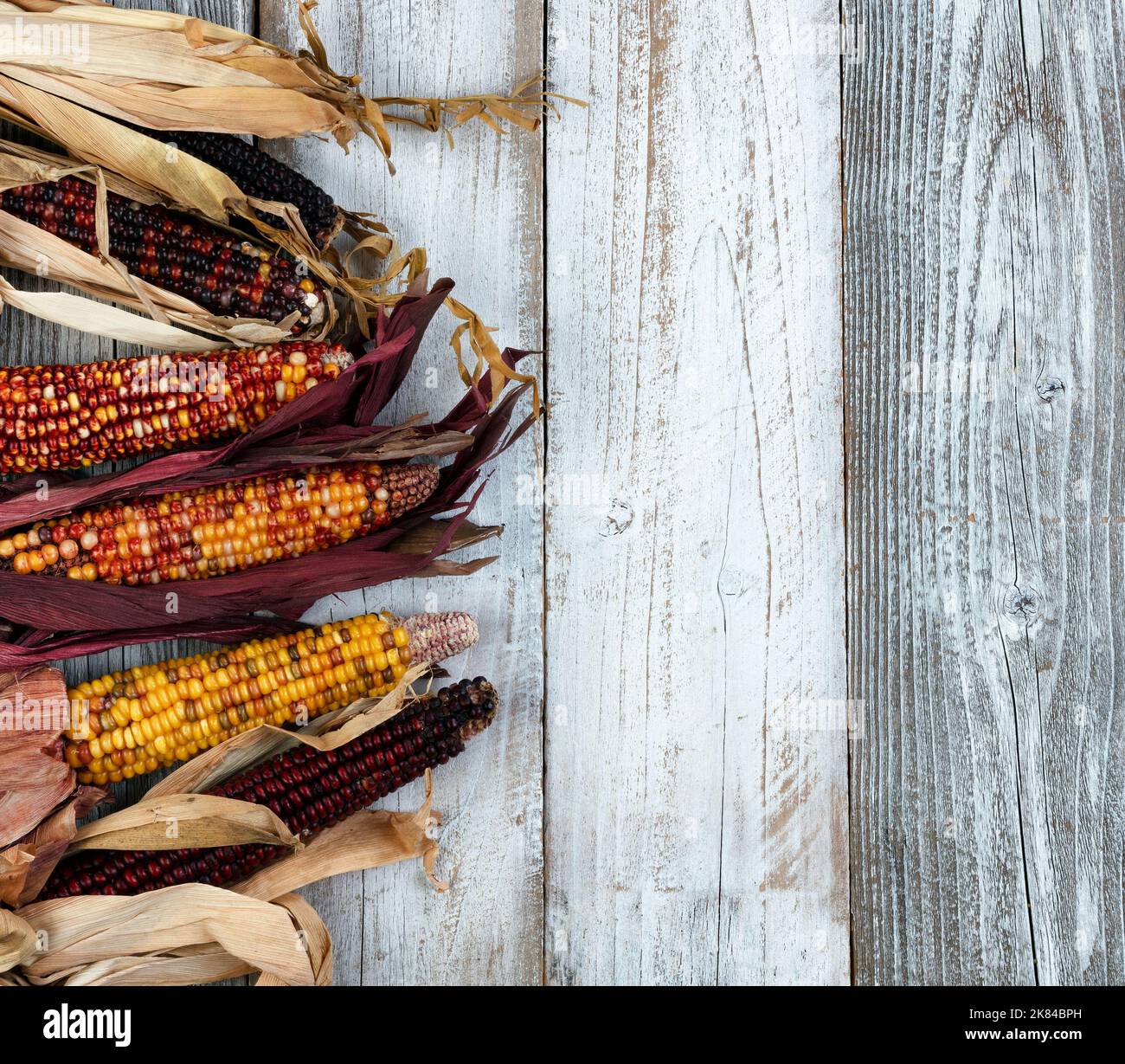 Autumn or fall corn over white rustic wood background in vertical ...