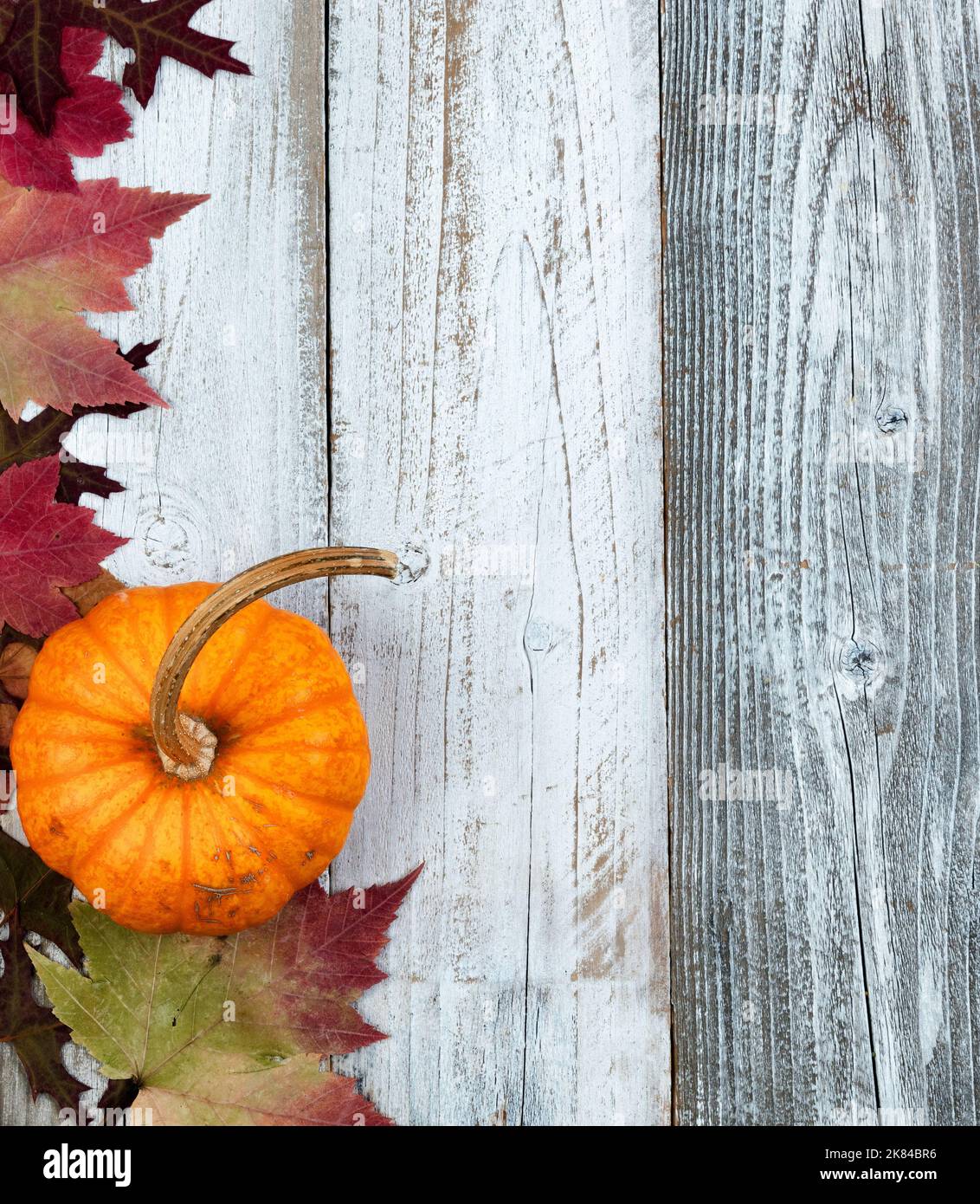 Autumn or fall maple and oak leaves plus pumpkin over white rustic wood ...
