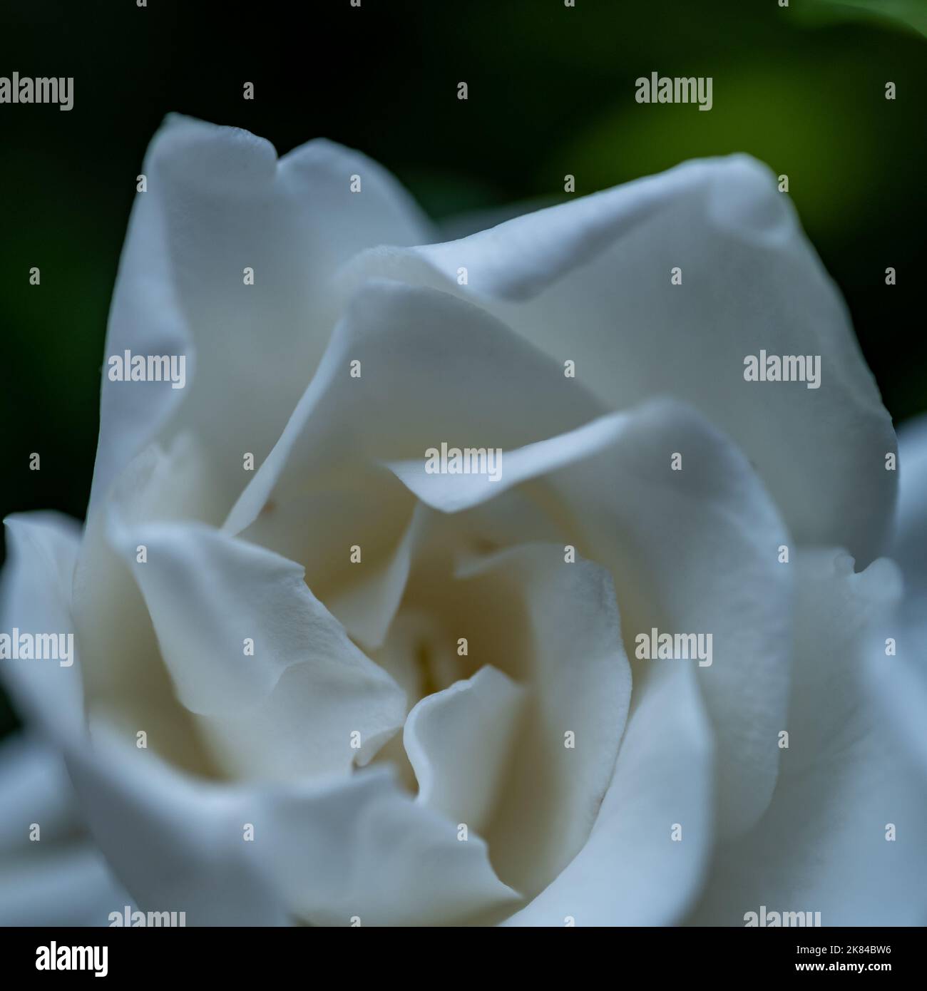 Edge of Gardenia Blossom petals close up Stock Photo - Alamy