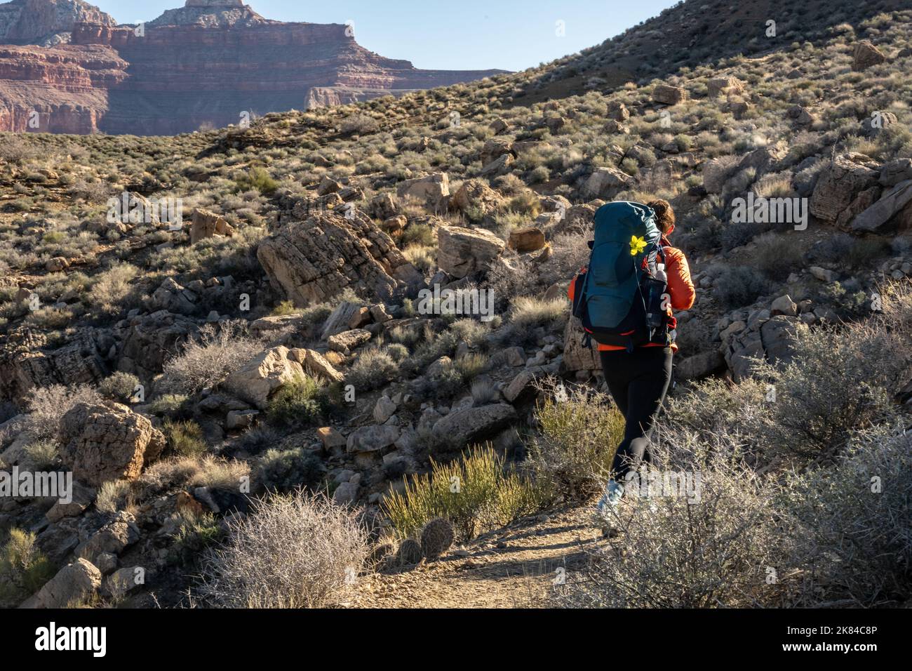 Female Hiker On The Tonto Trail In The Grand Canyon in early spring ...